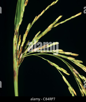 Sheath rot (Sarocladium oryzae) lesions and necrosis on rice flagleaf ...