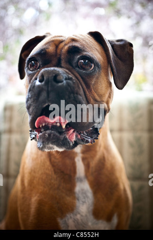Cute female boxer dog Stock Photo - Alamy