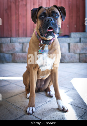 Cute female boxer dog Stock Photo - Alamy