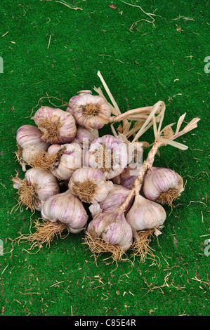 healthy garlic vegetable bunch on blue wooden kitchen old wall Stock ...