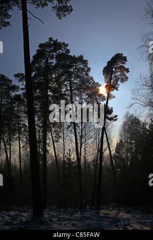 The sun setting through the trees Stock Photo - Alamy