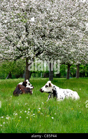 Apple Orchard in Normandy, France Stock Photo - Alamy