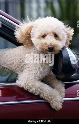 Cute funny dog resting on lounge chair Stock Photo - Alamy