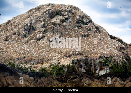 France, Cotes d'Armor, Sept Iles Ornithological Reserve, Ile Rouzic ...
