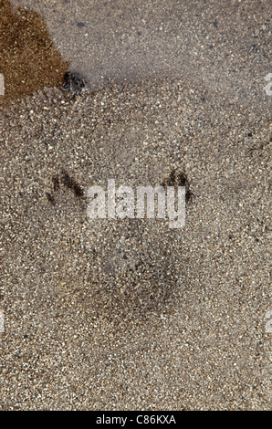 Rabbit tracks - Rabbit spoor - Rabbit footprint - Rabbit trail Stock ...