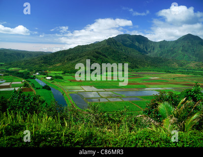 Taro plantation with tropical vegetation in background, Rurutu island ...