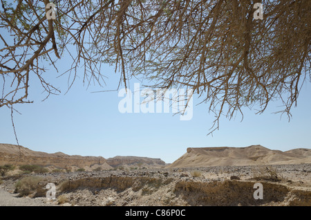 desert view with tree. Arava Valley. Moa. Israel Stock Photo - Alamy
