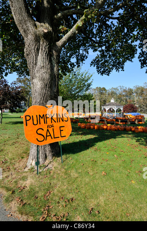 Pumpkins for sale sign leaning against a tree with lots of pumpkins in ...