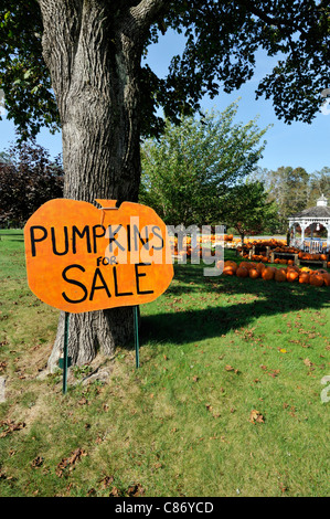 Pumpkins for sale sign leaning against a tree with lots of pumpkins in ...