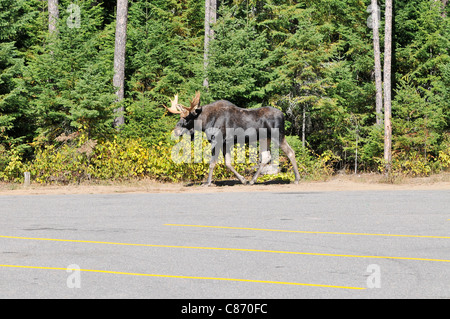 Walking moose beside parking lot near truck Stock Photo - Alamy