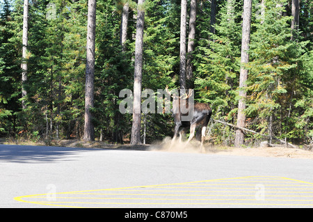 Breaking moose beside parking lot going into bush Stock Photo - Alamy