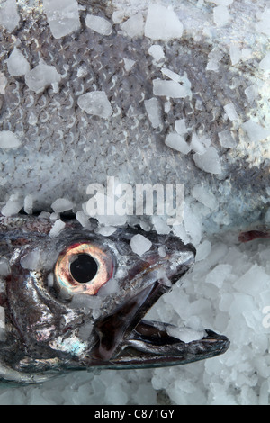 frozen hoki fish on ice Stock Photo - Alamy