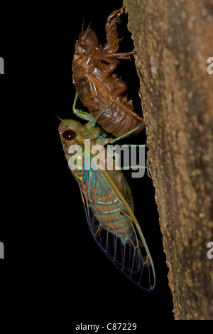 Emerald Cicada - Zammara smaragdina - Costa Rica - tropical dry forest ...