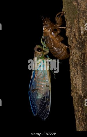 Emerald Cicada - Zammara smaragdina - Costa Rica - tropical dry forest ...