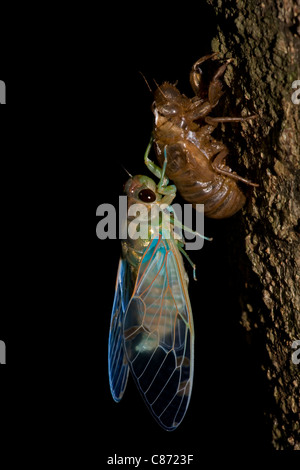 Emerald Cicada - Zammara smaragdina - Costa Rica - tropical dry forest ...