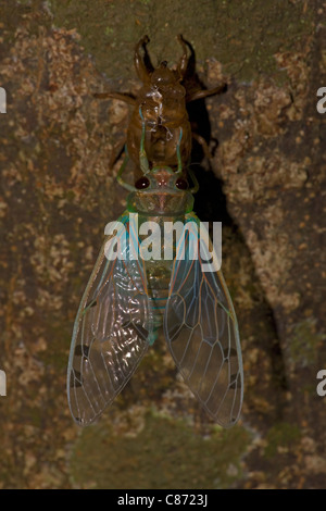 Emerald Cicada - Zammara smaragdina - Costa Rica - tropical dry forest ...