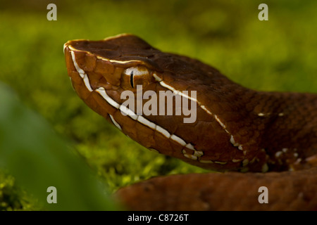 Cantil - (Agkistrodon bilineatus) - Costa Rica - Venomous - pit-viper ...