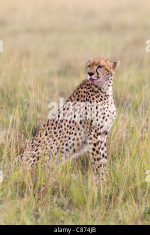 Lone cheetah in the savannah looking back warily. Horizontal ...