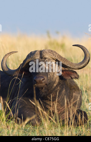 A closeup of an African buffalo in the Maasai Mara National Reserve ...