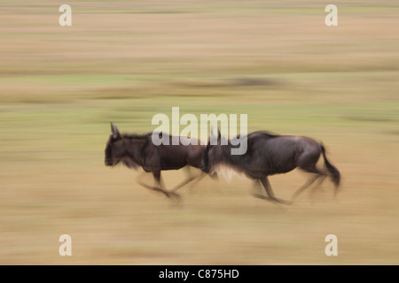 A blurred shot of two wildebeest running at full speed during their ...