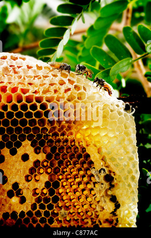 large honeycomb on the tree Stock Photo - Alamy
