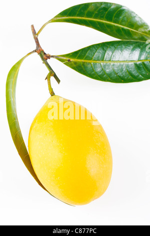 Maprang Fruit, Thai Fruit Stock Photo - Alamy