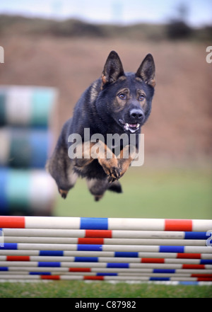 A German Shepherd jumps hurdles on an obstacle course at a dog training ...