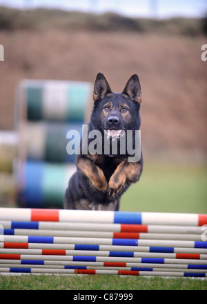 A German Shepherd jumps hurdles on an obstacle course at a dog training ...