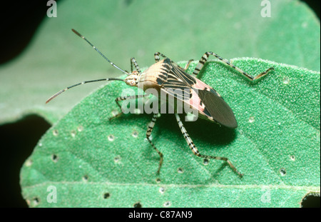 Spot-sided Coreid (Hypselonotus punctiventris Stock Photo - Alamy