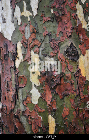 Multi-Color Bark Background Stock Photo - Alamy