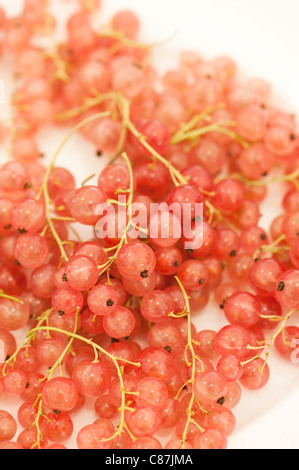 Whitecurrants, Ribes rubrum 'Champagne', on display in Summer Fruit ...