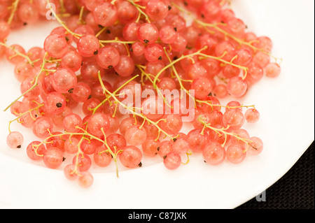 Whitecurrants, Ribes rubrum 'Champagne', on display in Summer Fruit ...