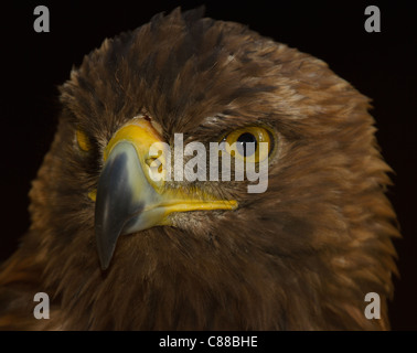 Golden Eagle Profile Stock Photo - Alamy