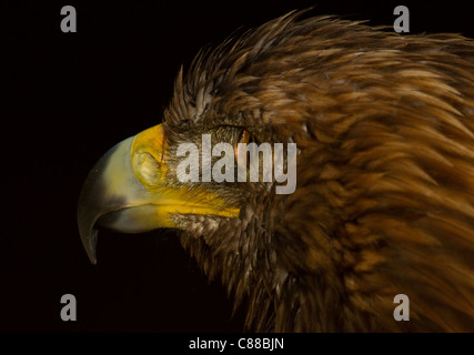 Feather detail on Golden Eagle [ Aquila chrysaetos ] Stock Photo - Alamy