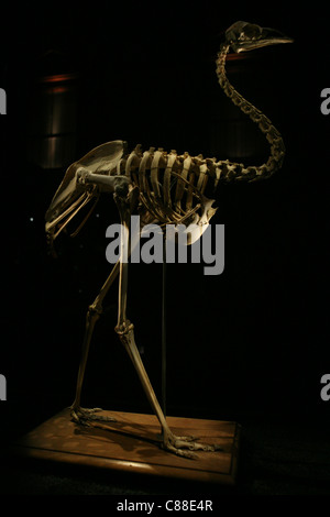 Kangaroo Island emu or dwarf emu, Dromaius baudinianus, extinct Stock ...