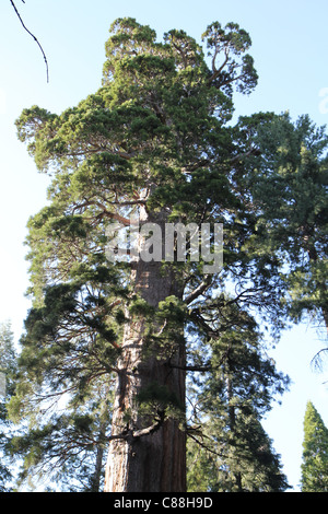 Bull Buck Giant Sequoia portrait at Nelder Grove in Sierra National ...