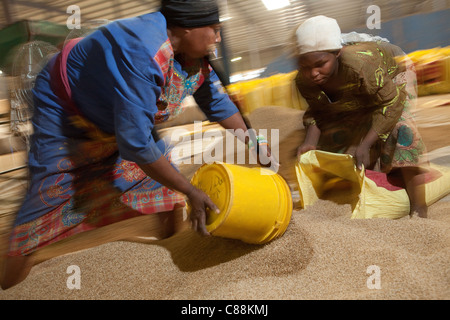 Sesame packaging at a commodities warehouse in Dar es Salaam, Tanzania ...