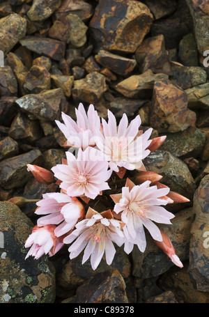 Bitterroot flower (Lewisia rediviva) blooming amongst yellow wildflower ...