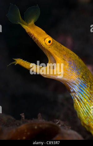 Ribbon Eel (Rhinomuraena quaesita), female Stock Photo - Alamy