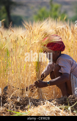 Rajasthani farmer with traditional Rajasthani turban at Nimaj ...