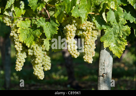 Ugni Blanc grape used to make cognac, Charente, France Stock Photo - Alamy