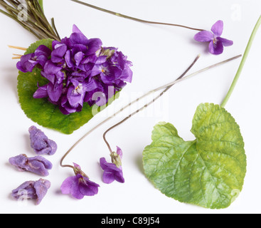 France, Haute Garonne, Toulouse, Violets flowers of Toulouse, Candiflor ...