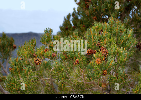 singleleaf pinyon (Pinus monophylla Stock Photo - Alamy