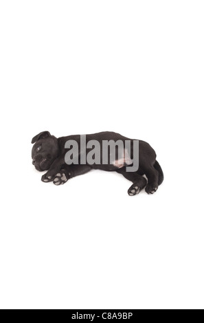 Stretching labrador puppy isolated on white studio background Stock ...