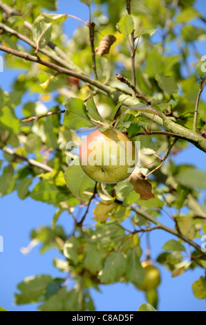 Single apple on apple tree, Boskoop Stock Photo - Alamy