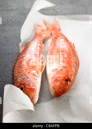 Raw red mullets Stock Photo - Alamy