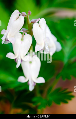 Dicentra canadensis (Goldie) Squirrel corn Flower in Forest Stock Photo ...