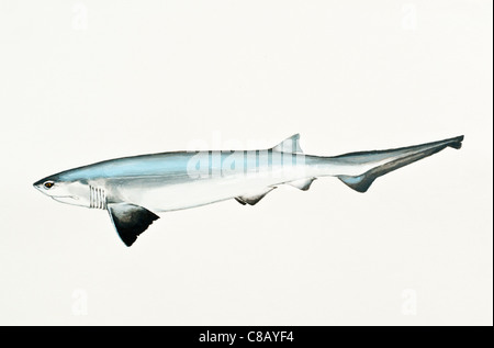 BLUNTNOSE SIXGILL SHARK. Hexanchus griseus, cow shark. COUCH, old print ...