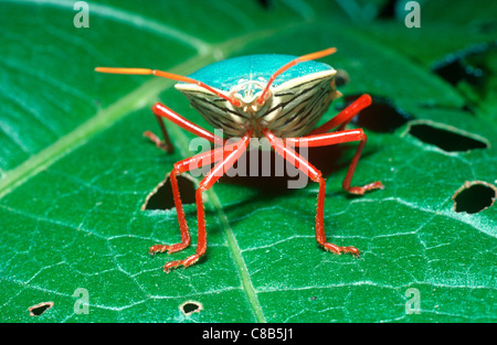 Turquoise Shield-Bug (Edessa rufomarginata) resting under leaves at ...