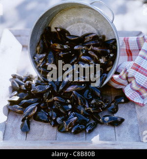Bucket of mussels Stock Photo - Alamy